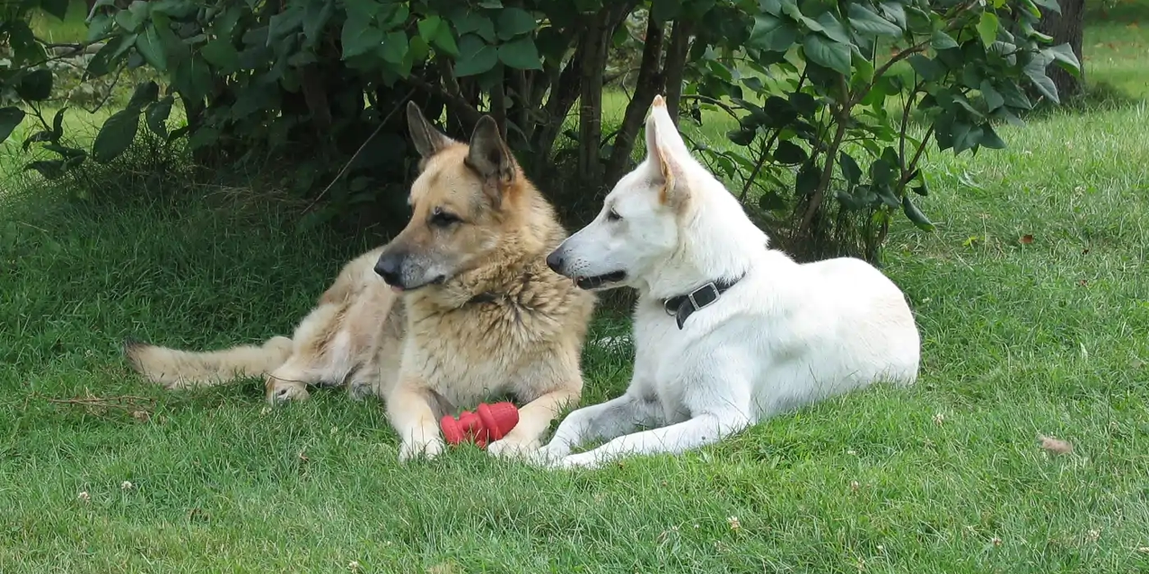 Fred Fioto, Domains Listed for Sale, Online Web Maintenance Links