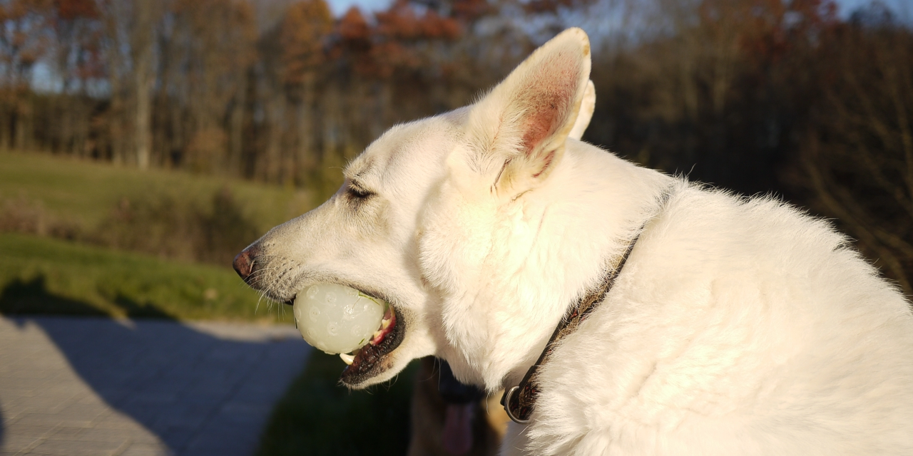 Fred Fioto, Domains Listed for Sale, Online Web Maintenance Links