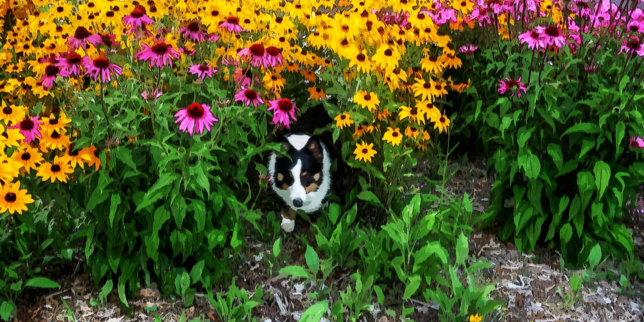 Fred Fioto, Domains Listed for Sale, Online Web Maintenance Links