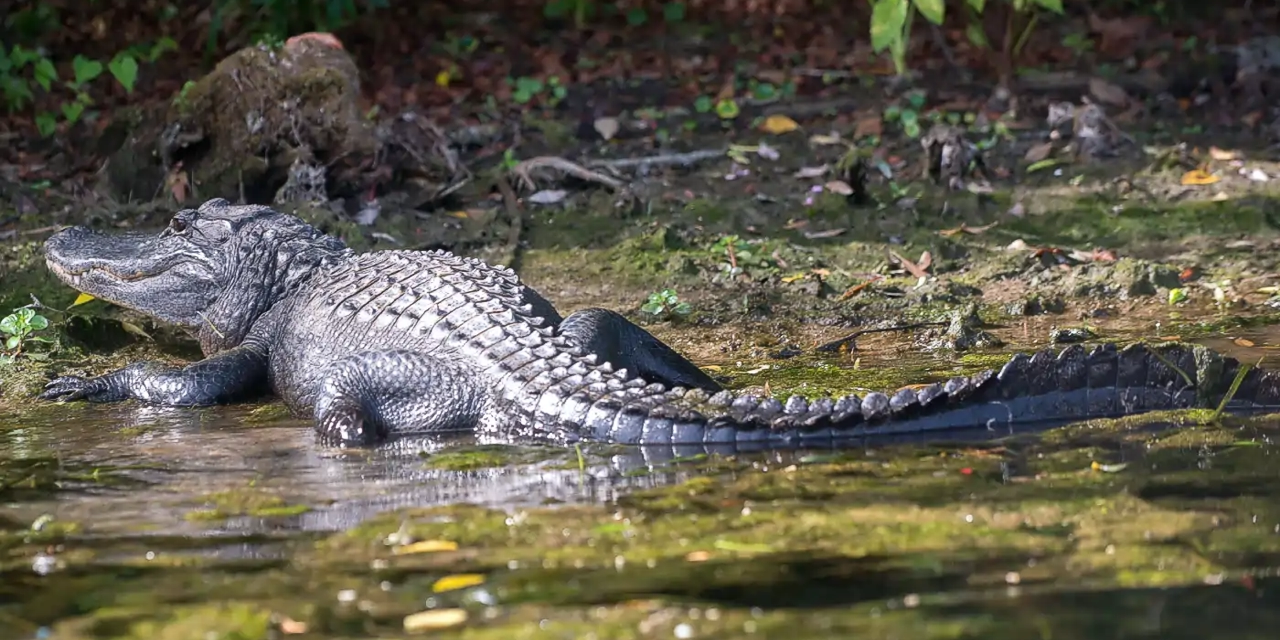 Fred Fioto, Domains Listed for Sale, Online Web Maintenance Links